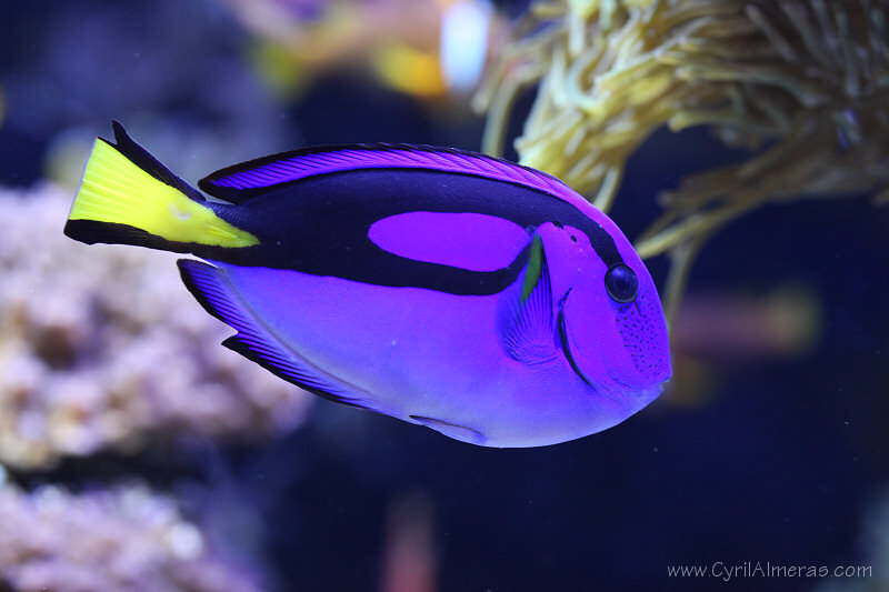 Photos de poissons exotiques