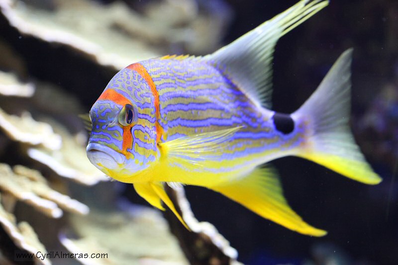 Photos de poissons exotiques