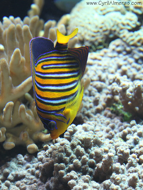 Photos de poissons exotiques